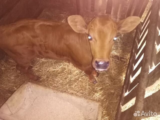 Красностепная телочка 1 мес