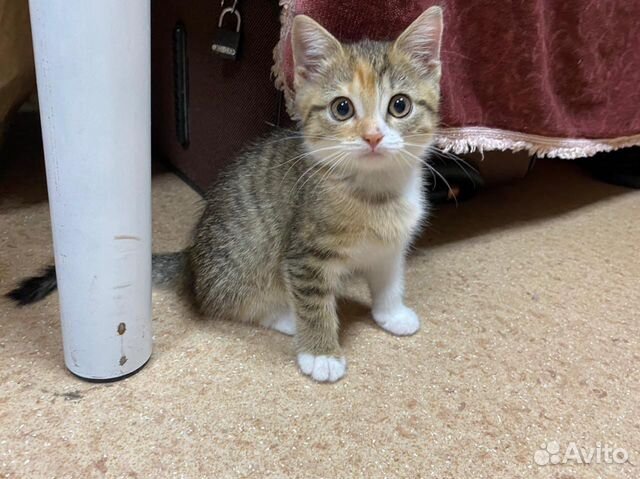 Отдам котенка в добрые руки