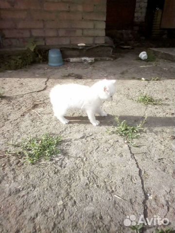 Турецкая ангора