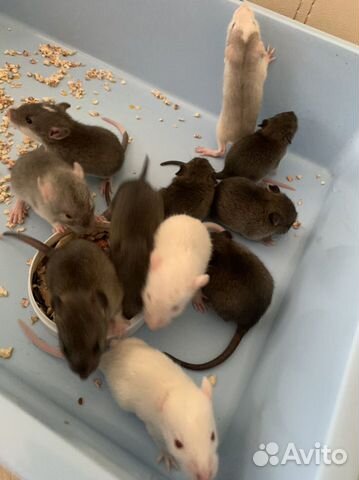 Декоративная крыса