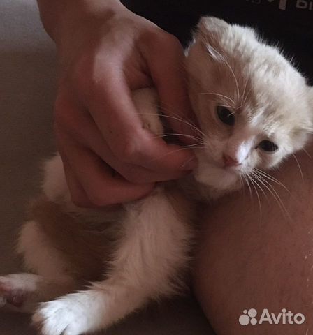 Котята