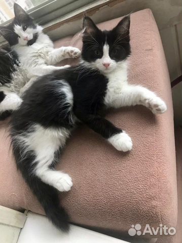 Котенок девочка Лапочка