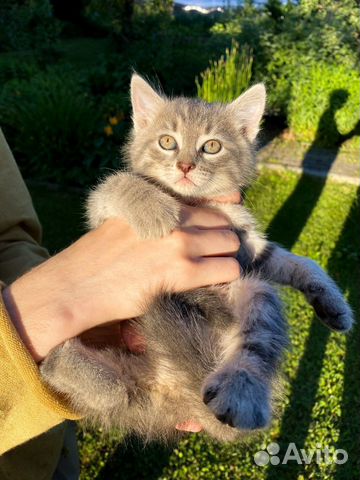 Котята