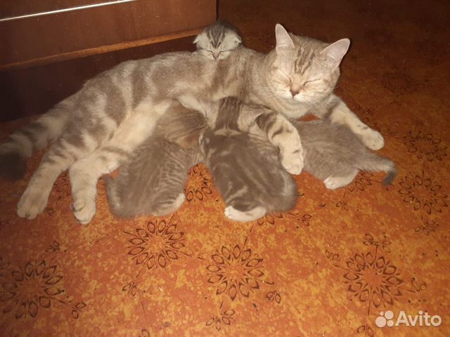 Британские котята