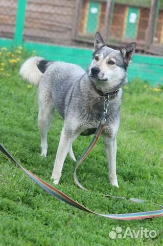 Ральфа типаж лайки в добрые руки