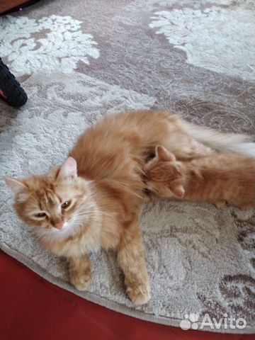 Котик ищет хороших хозяев