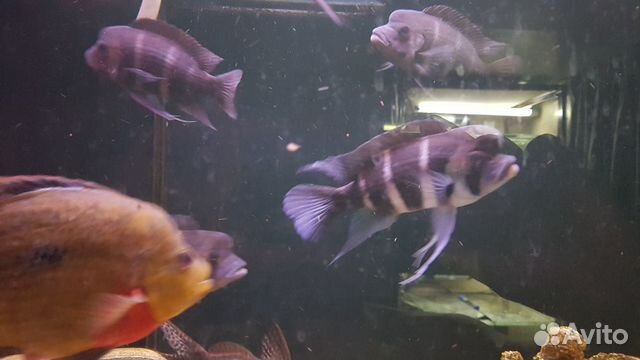 Фронтоза Бурунди