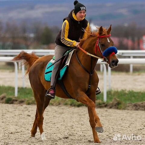 Арабский жеребец