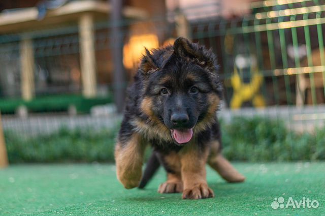 Щенок немецкой овчарки