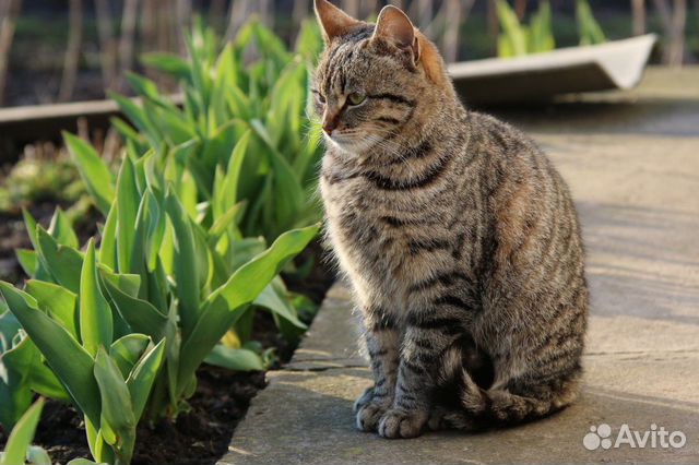 Кошка и котенок, спасенные из подвала