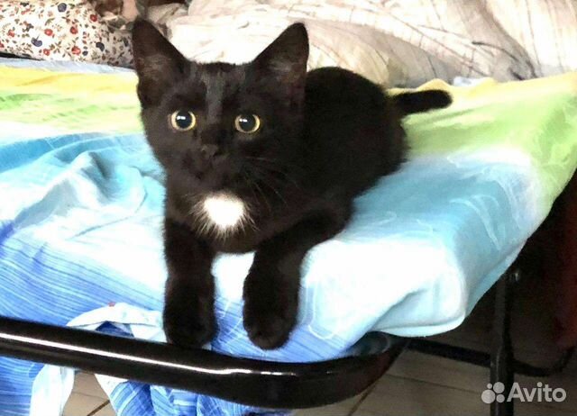 Котёнок, котята малыш 3 мес в добрые руки