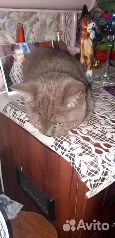 Кошки