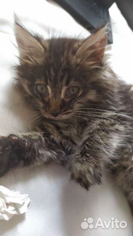 Котенок срочный поиск дома