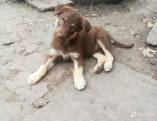 Щенок 1,5 месяца, отдам в дар