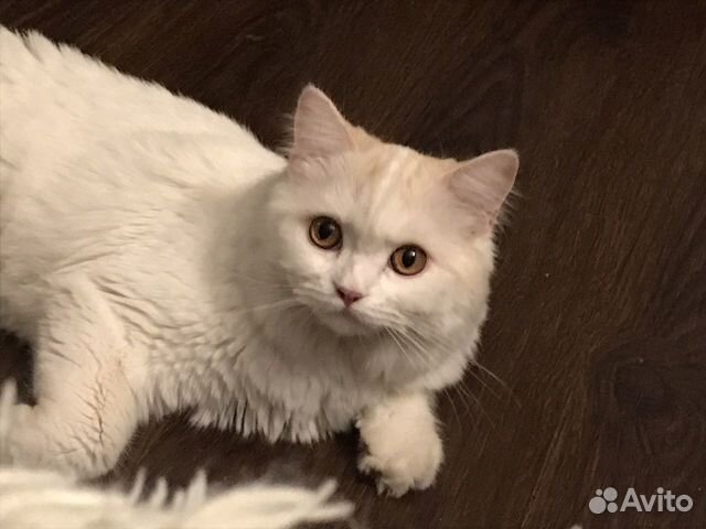 Скотиш страйт, кошка, 10 месяцев