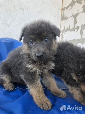 Немецкая овчарка