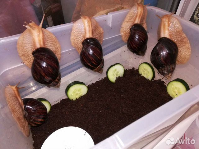 Улитки аххатина 2 года