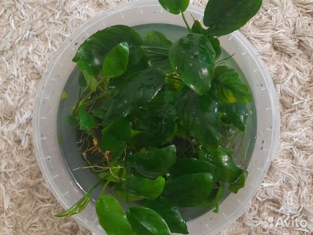 Ведро с анабиусам