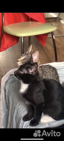 Котенок 3 мес черненький )