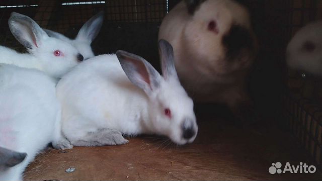 Кролик Калифорния