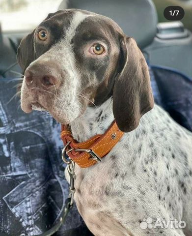 Метис курцхаара