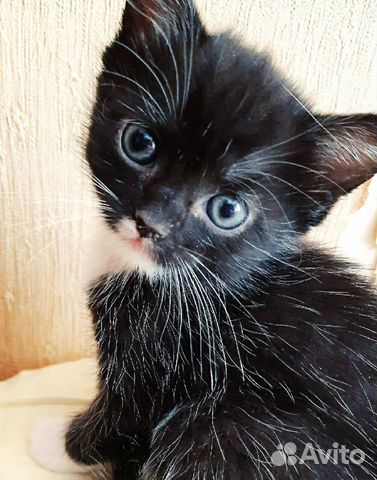 Котёнок девочка в добрые руки