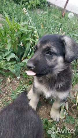 Восточноевропейская овчарка