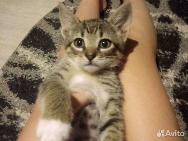 Прелестная кошечка