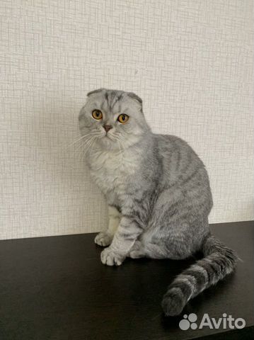 Шотландский вислоухий кот