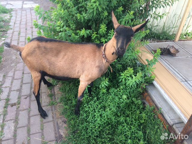Продается коза дойная