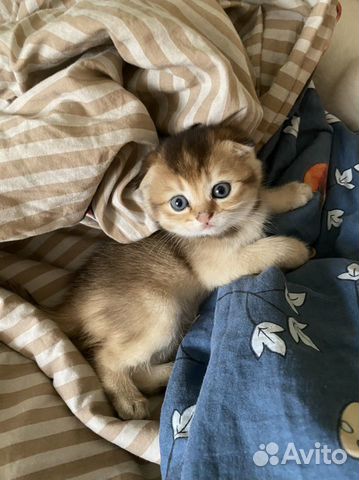 Шотландские котята
