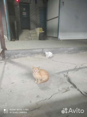 Найдена кошка