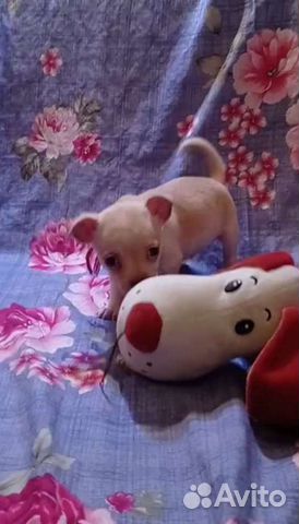 Чишка мальчик