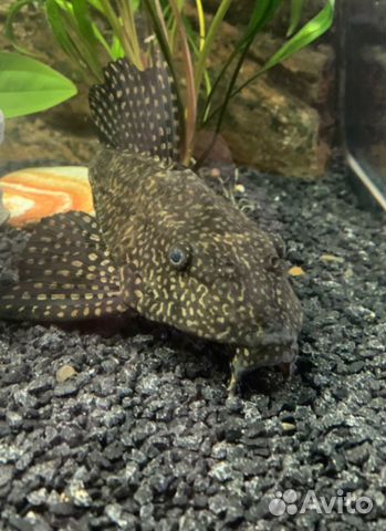 Аквариум с рыбкой и аксессуарами