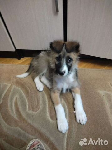 Собака породы митиз