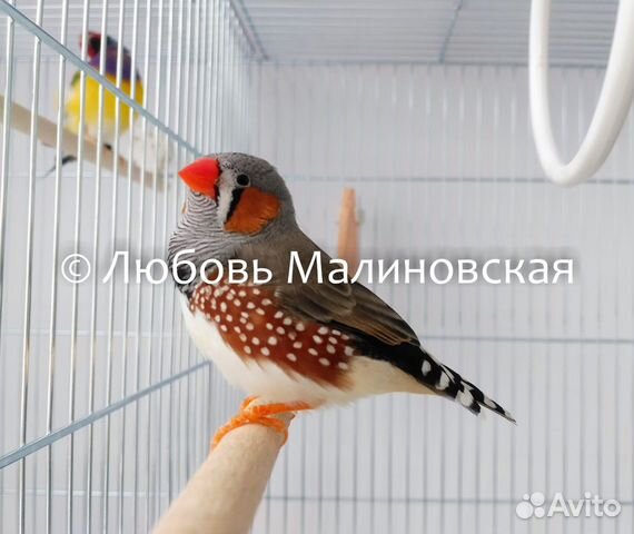 Зебровая амадина