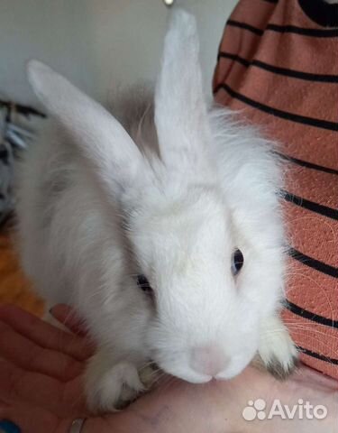 Декоративный кролик