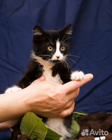 Кошка Нюся 2.5-3 мес