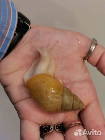 Улитки ахатины белые (подросшие - точно выживут)