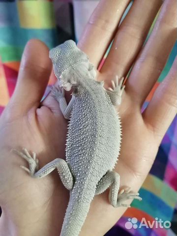 Агамы бородатые Зеро и хет Зеро