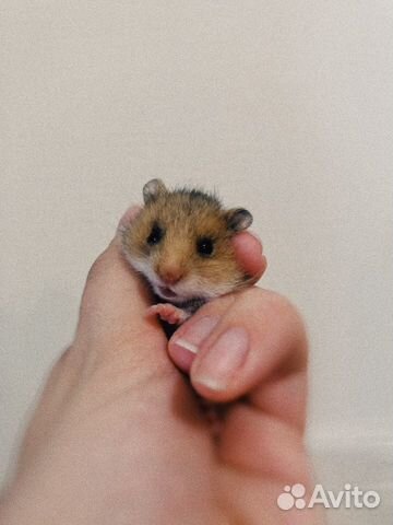 Серийские хомяки