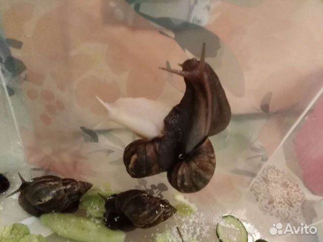 Улитки ахатины бесплатно