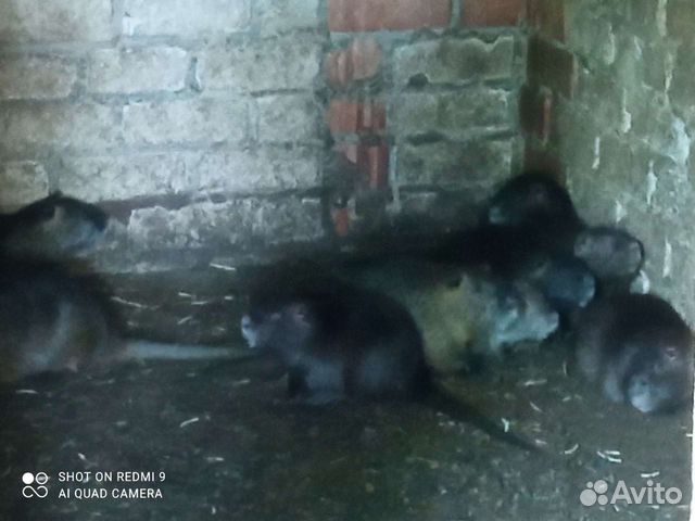 Самцы нутрий