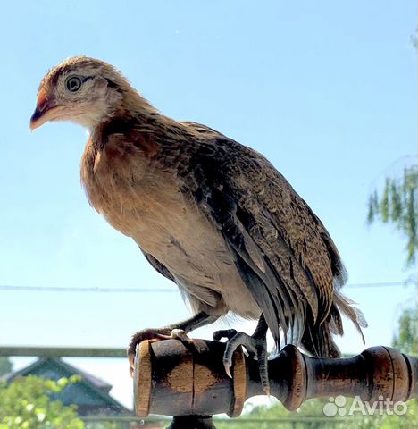 Куры феникс