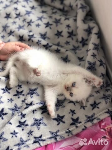 Шотландские котята