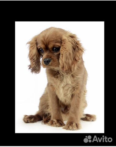 Кавалер кинг чарльз продажа рубин