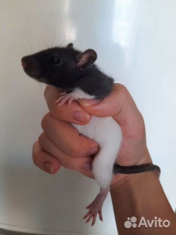 Декоративная крыса