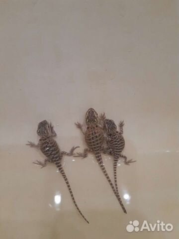 Бородатая агама