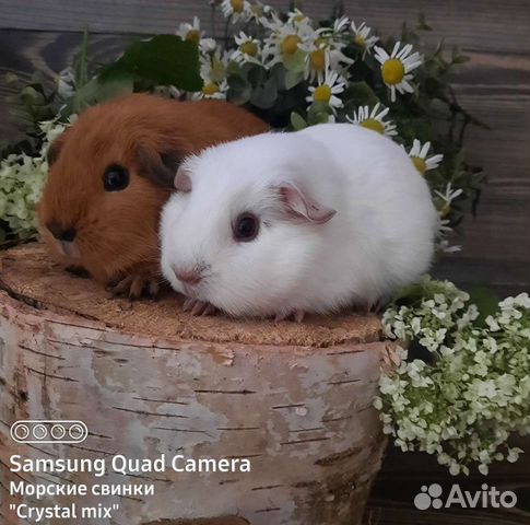 Морские свинки,пара девочек