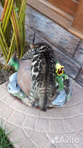 Чистокровный Бенгалёнок (резерв)